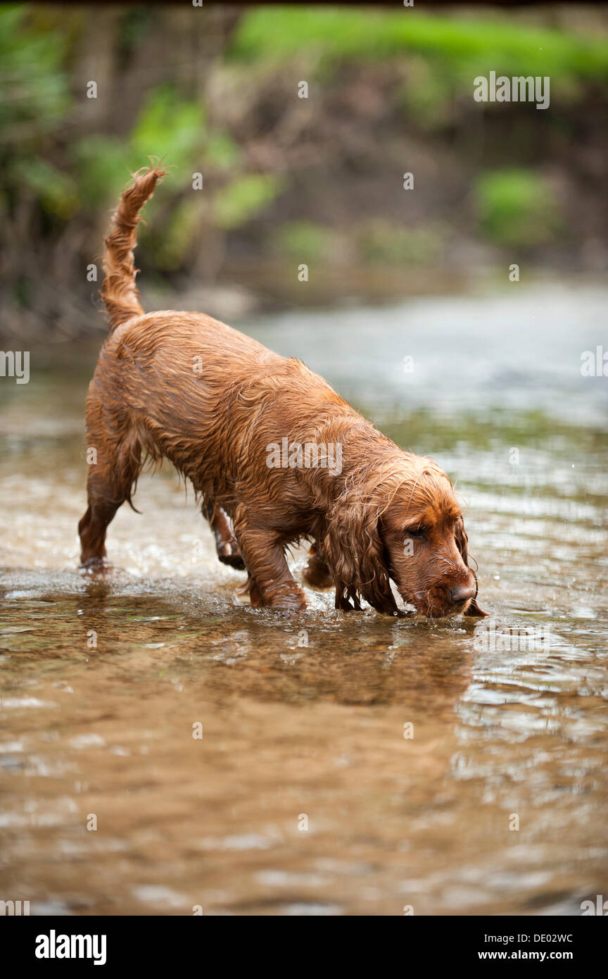 Cocker Spaniel, dog drinking from a stream Stock Photo - Alamy