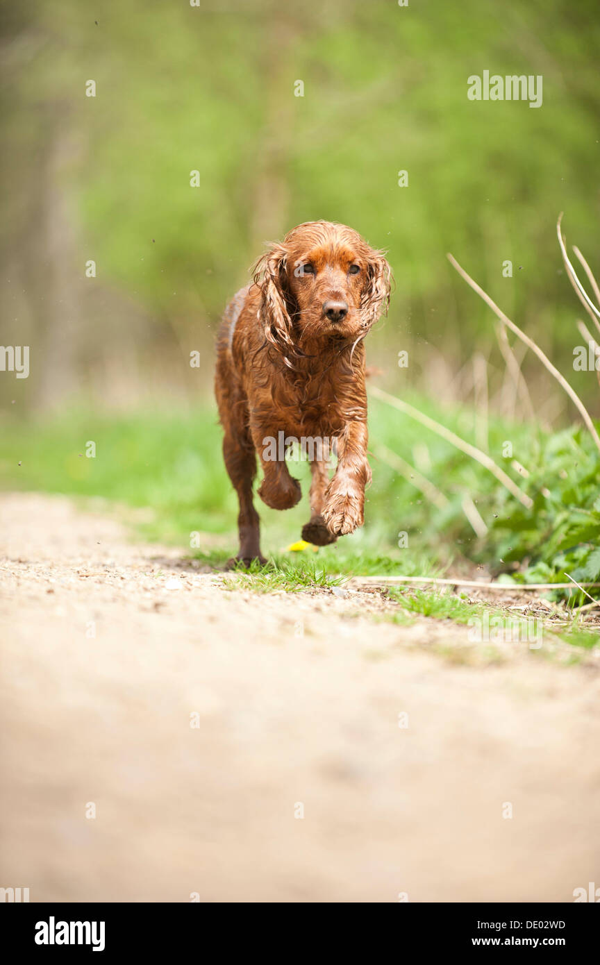 Dog running spaniel hi-res stock photography and images - Alamy