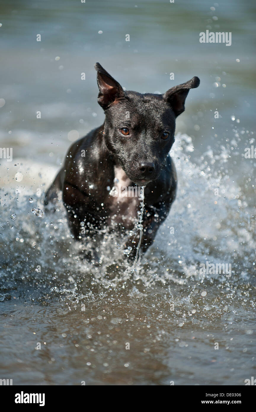 Old English Staffordshire Bull Terrier, dog running through the water ...