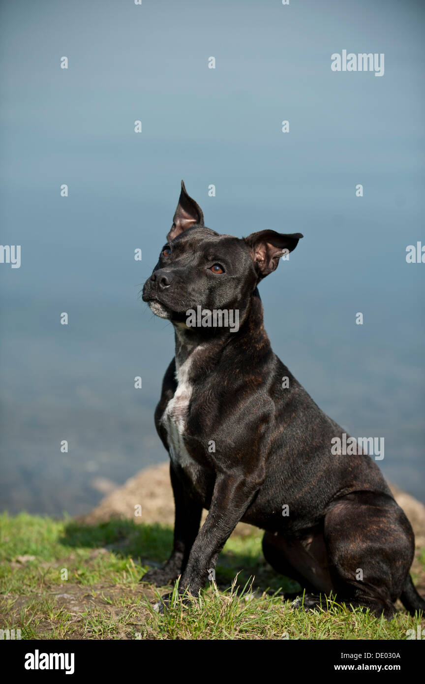 Old english staffordshire bull terrier hi-res stock photography and ...