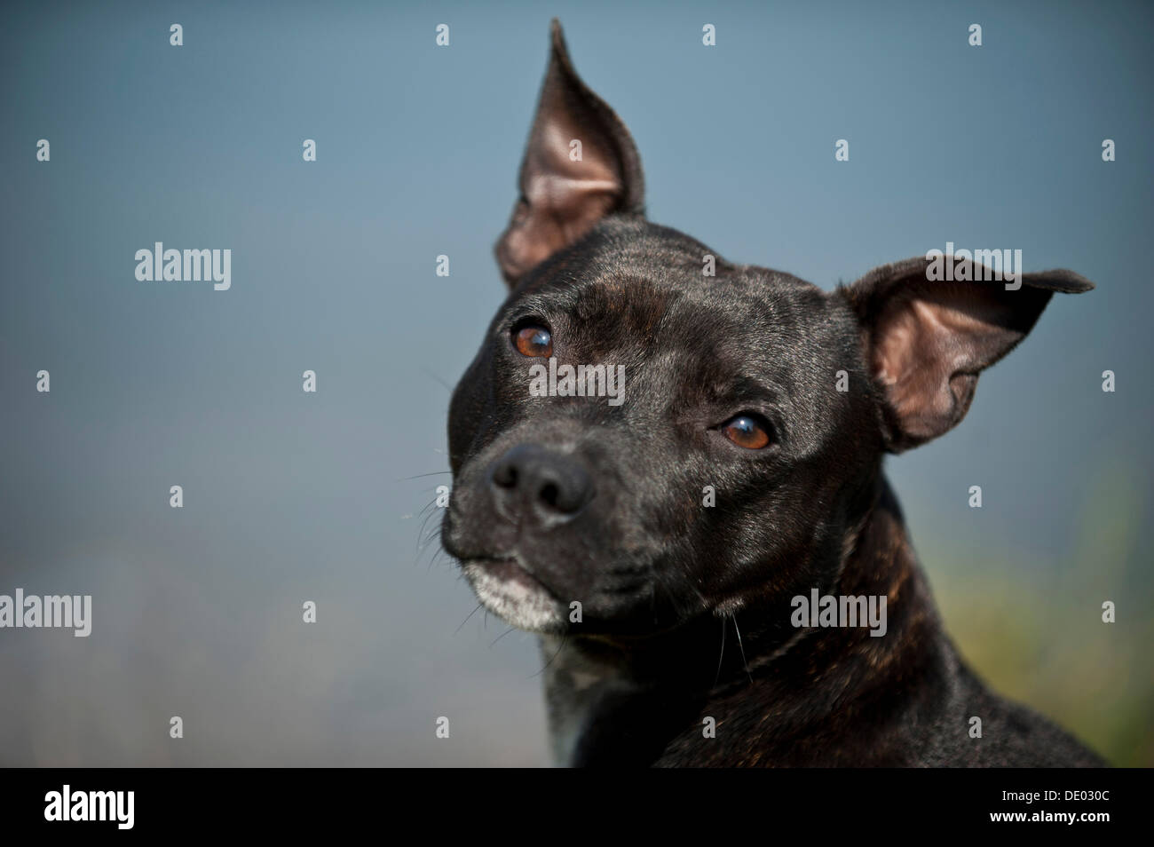 Old english staffordshire bull terrier hi-res stock photography and ...