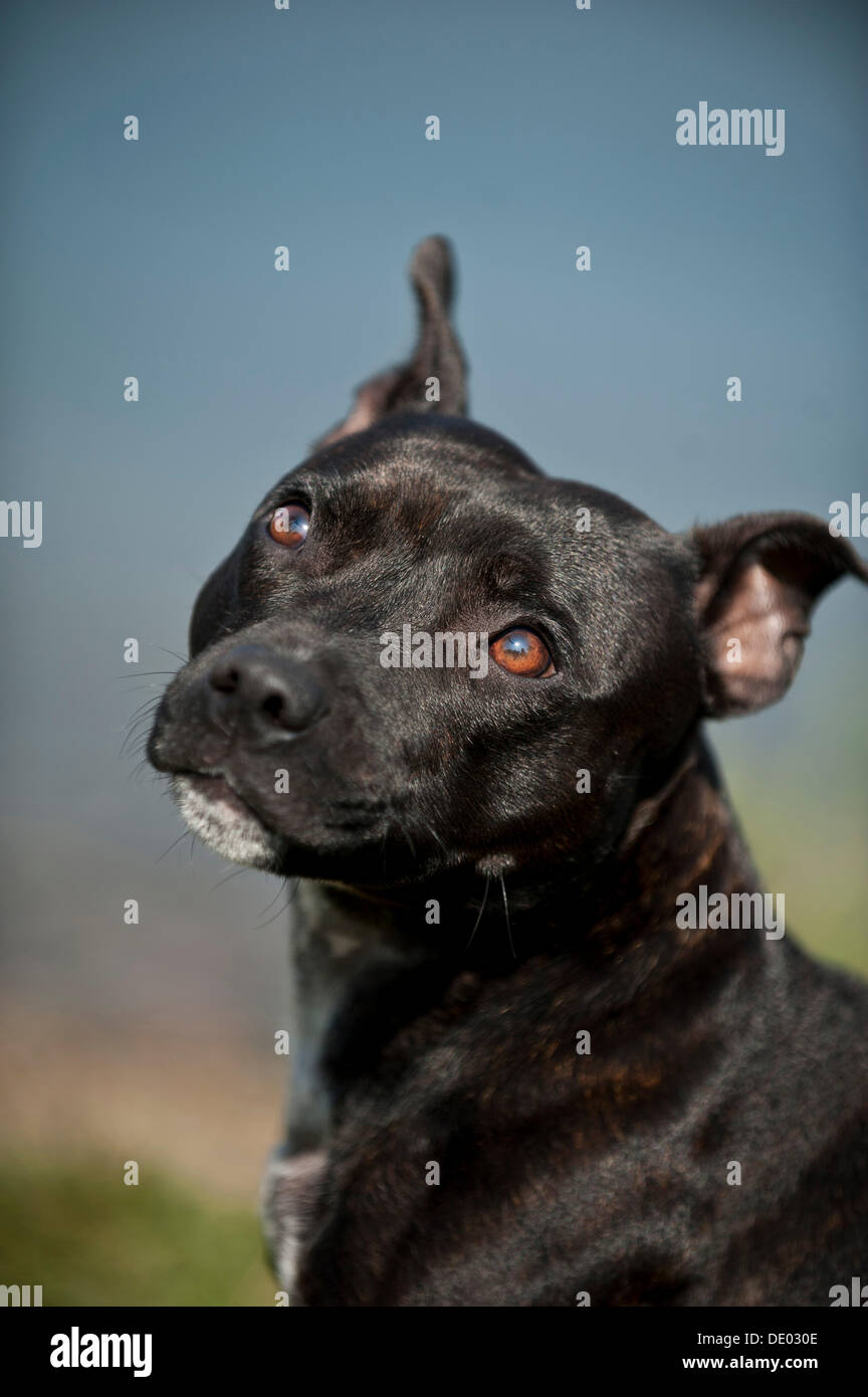 Old english staffordshire bull terrier hi-res stock photography and ...