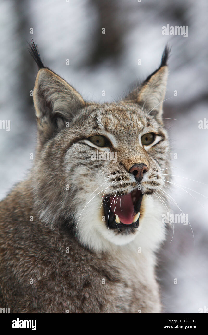 Eurasian lynx lynx lynx yawning hi-res stock photography and images - Alamy