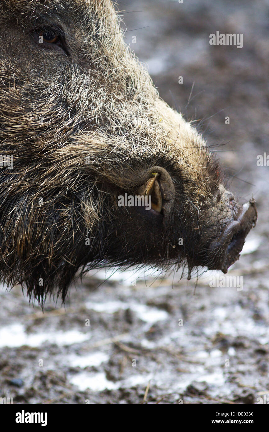 Wild boar tusks hi-res stock photography and images - Alamy