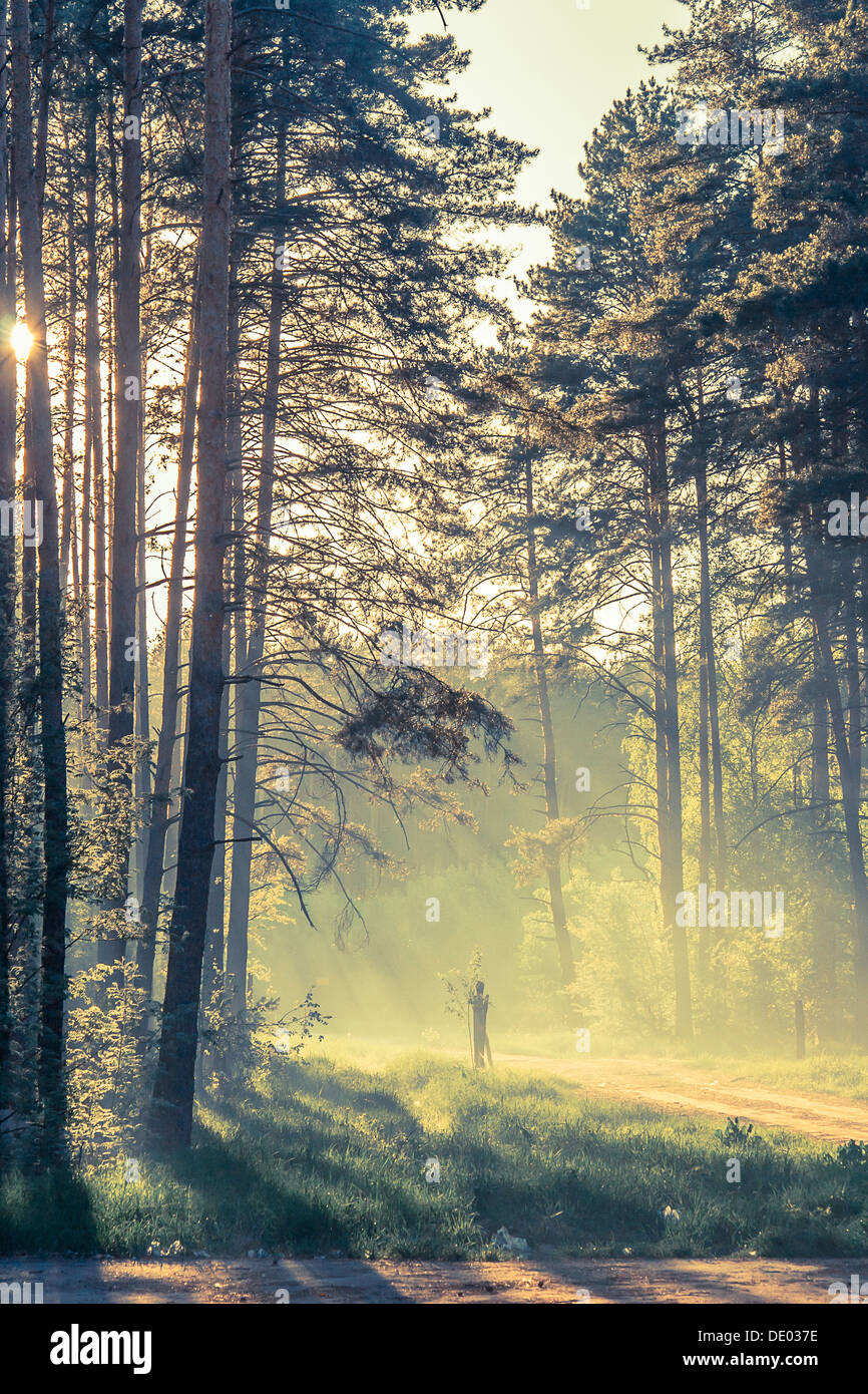 Evening forest with sun and volume light Stock Photo - Alamy