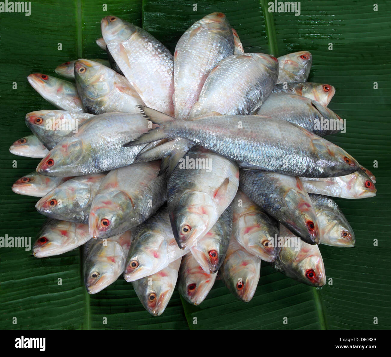 Ilisha Fish High Resolution Stock Photography and Images - Alamy