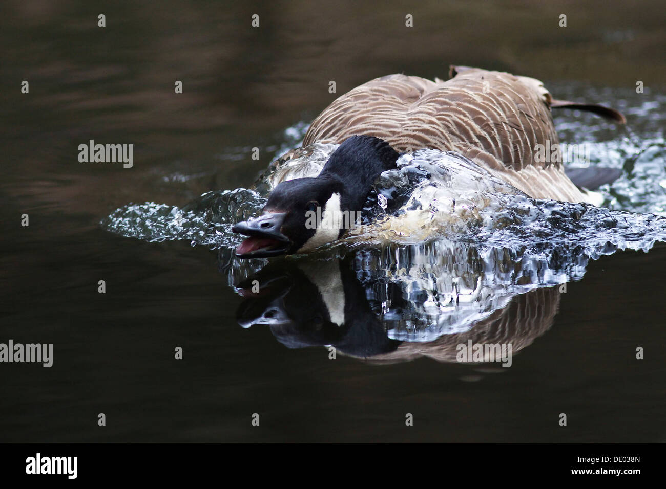 Canada Goose (Branta canadensis) displaying threatening behavior Stock ...