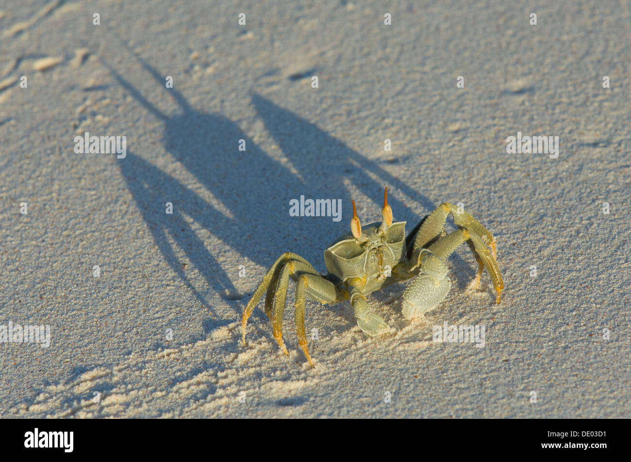 Horned Ghost Crab or horn-eyed ghost crab (Ocypode ceratophthalmus ...