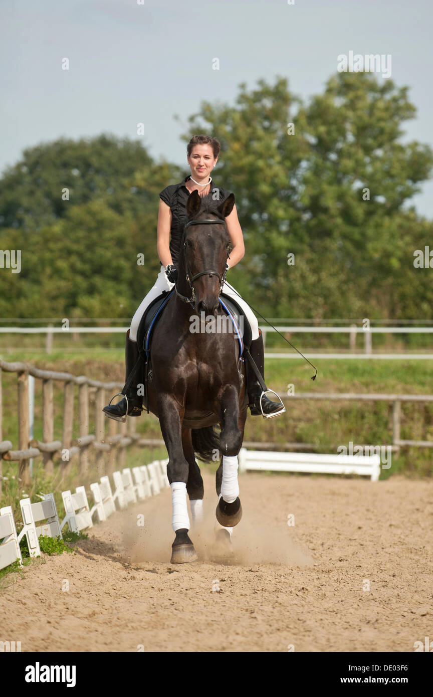 Holsteiner horse hi-res stock photography and images - Alamy