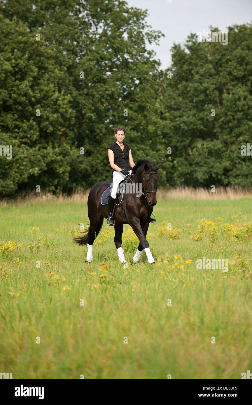 Woman riding a Holsteiner horse across a meadow Stock Photo - Alamy