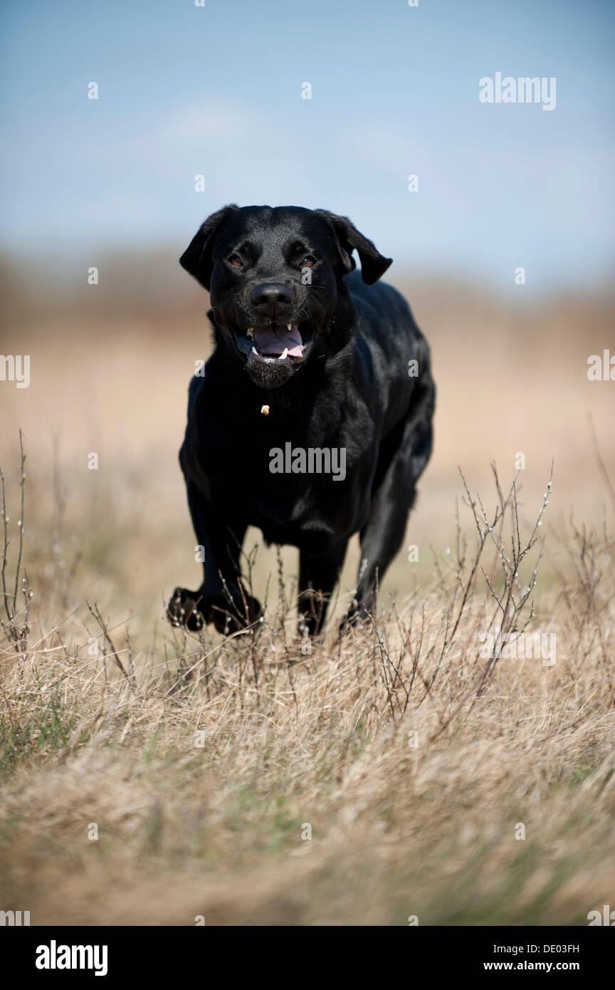 Black Labrador Retriever running after a ball Stock Photo - Alamy