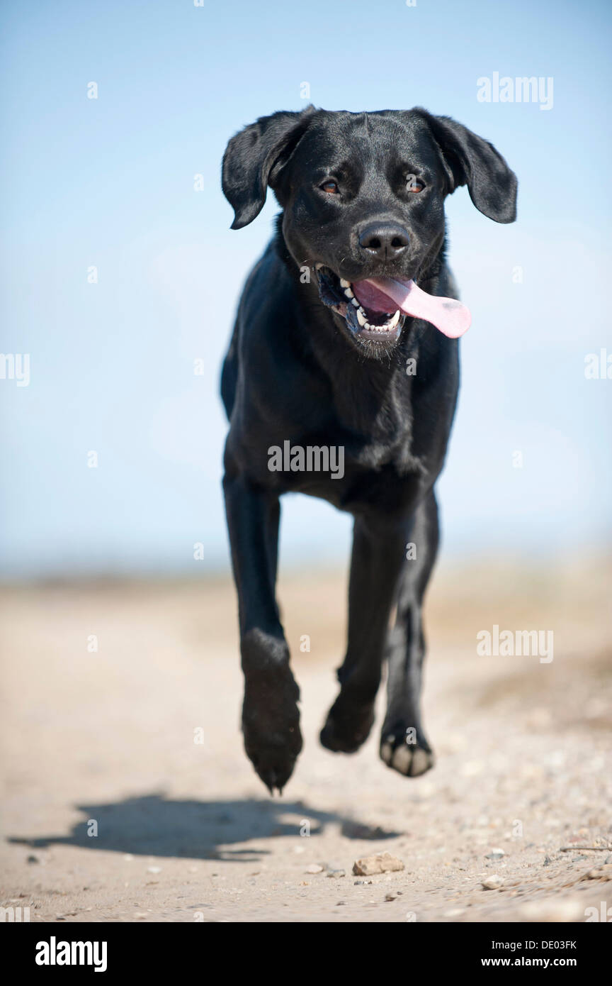 Black Labrador Retriever running Stock Photo - Alamy