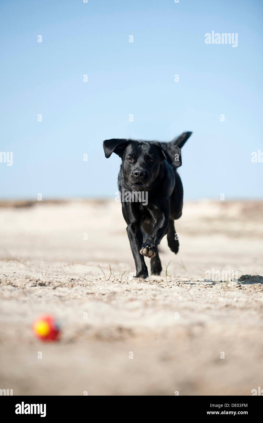 Labrador retrievers chasing hi-res stock photography and images - Alamy