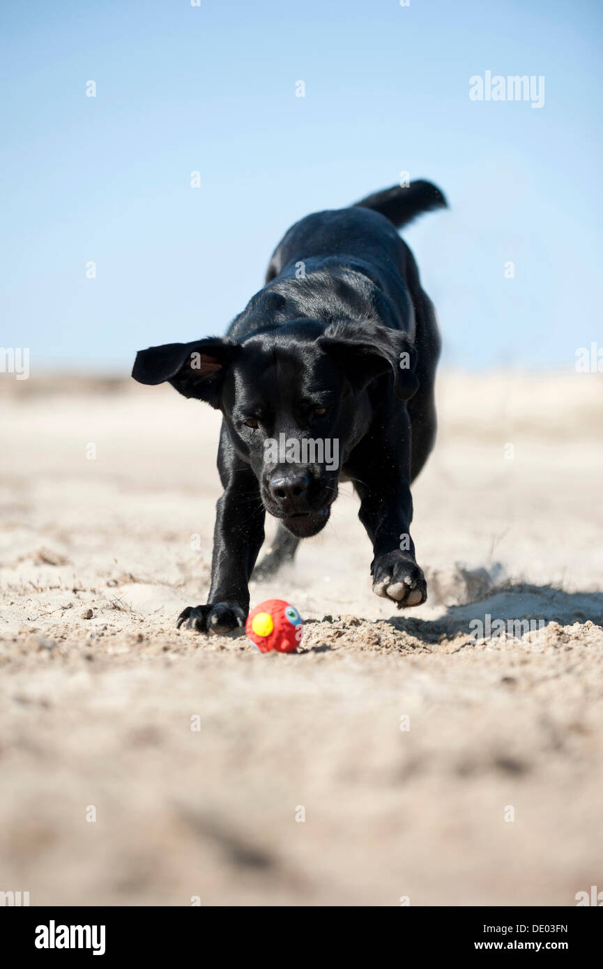 Black Labrador Retriever running after a ball Stock Photo - Alamy
