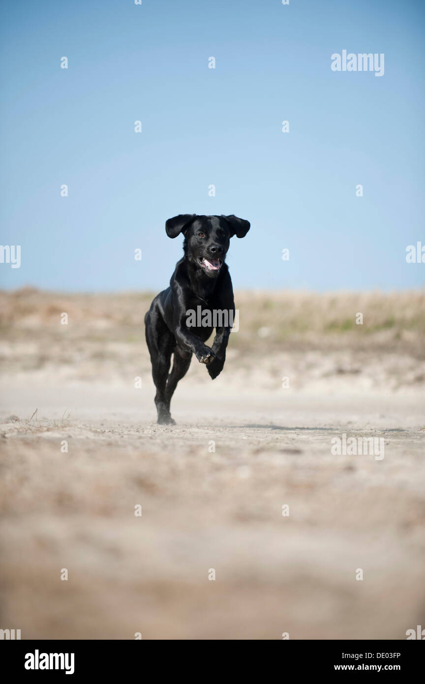 Black labrador retriever running hi-res stock photography and images ...