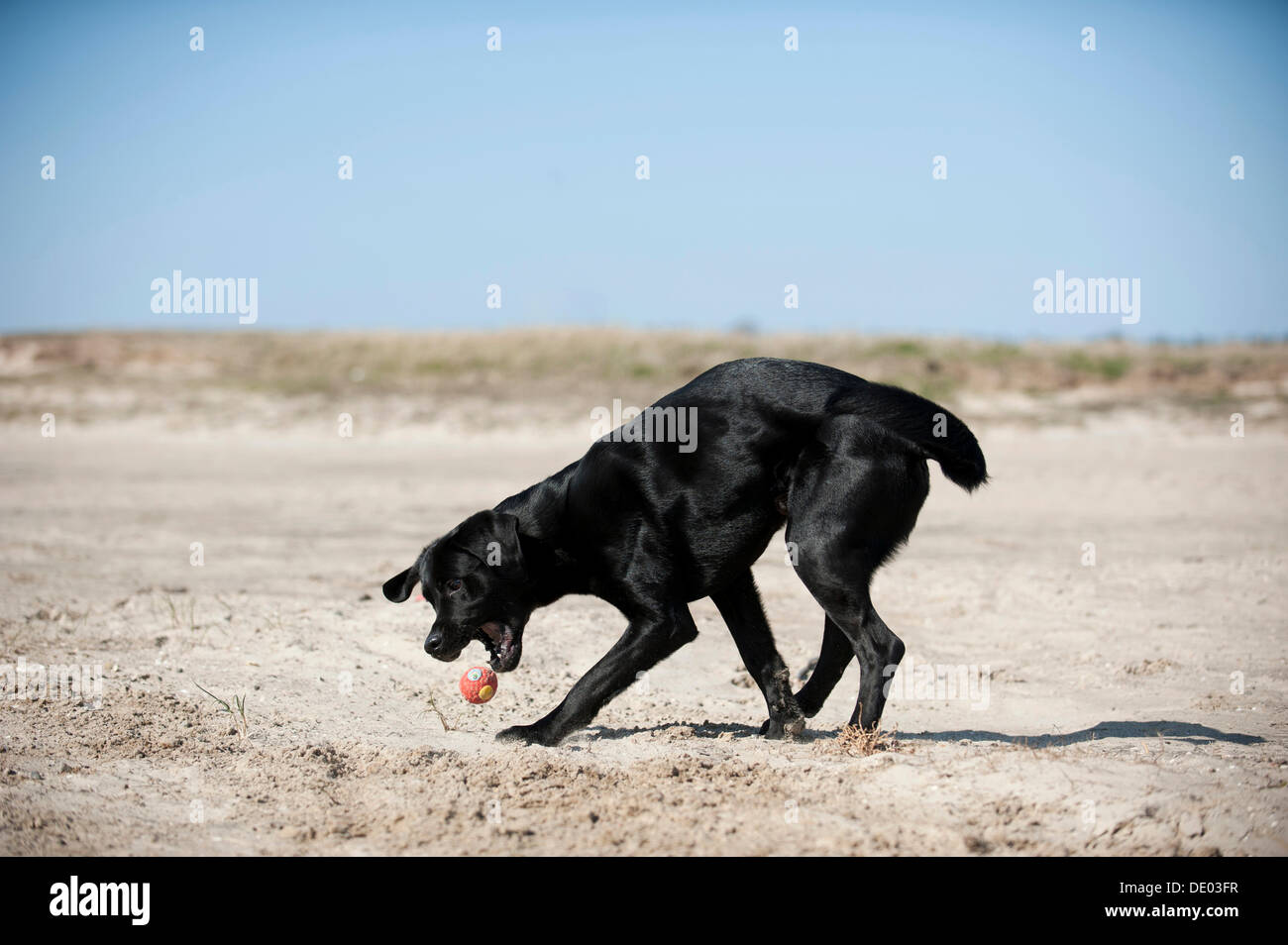 Black Labrador Retriever Playing High Resolution Stock Photography and ...