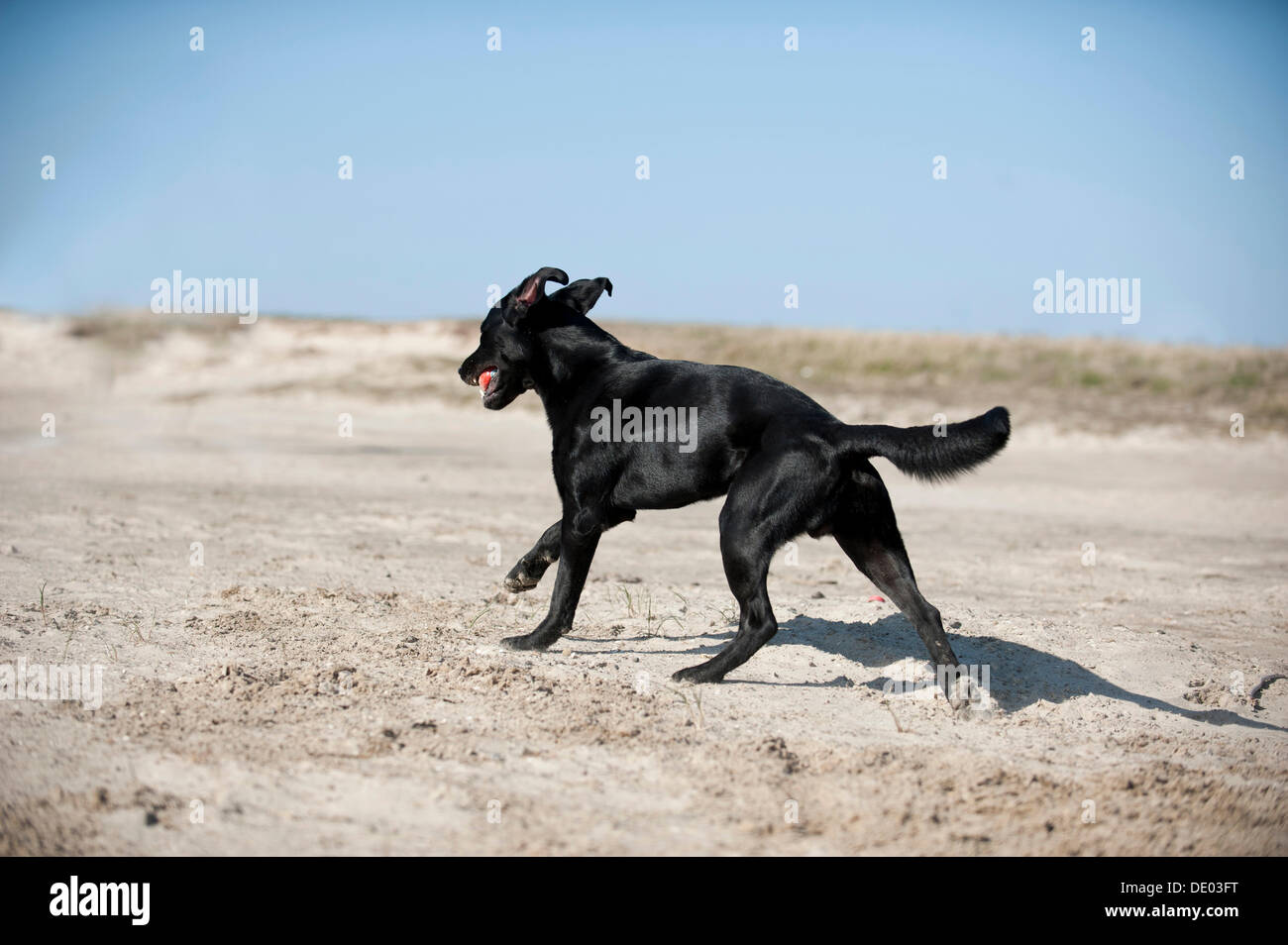 Labrador running side view hi-res stock photography and images - Alamy