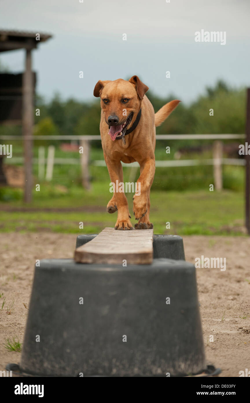 Rhodesian Ridgeback mixed breed dog balancing on a beam Stock Photo - Alamy