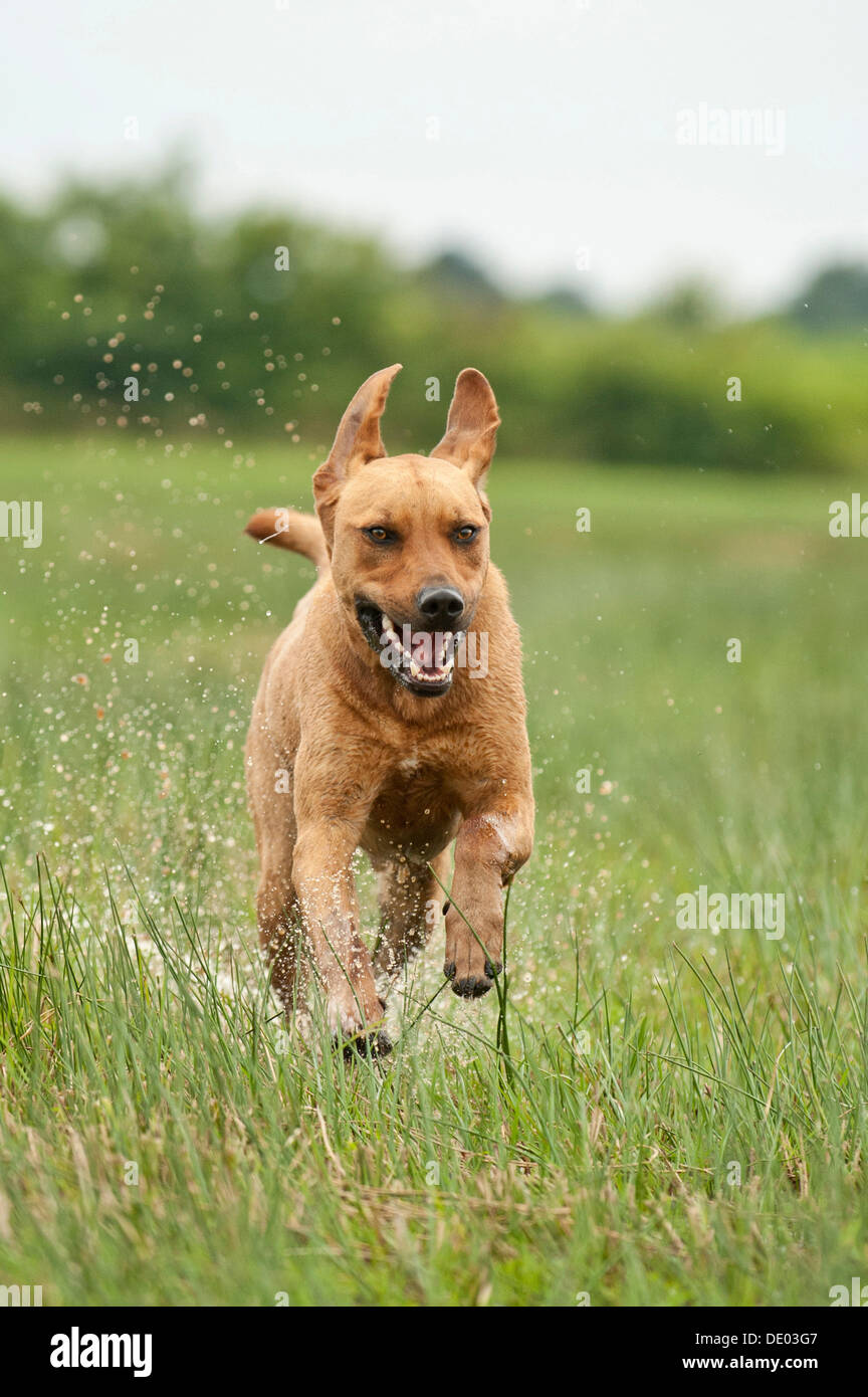 Rhodesian Ridgeback mixed breed dog running across a meadow Stock Photo ...