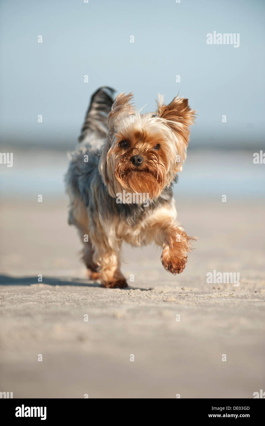 Yorkshire Terrier running along the beach Stock Photo - Alamy