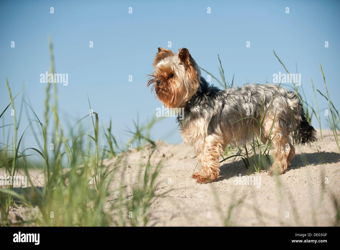 Yorkshire Terrier standing on a sand dune Stock Photo - Alamy