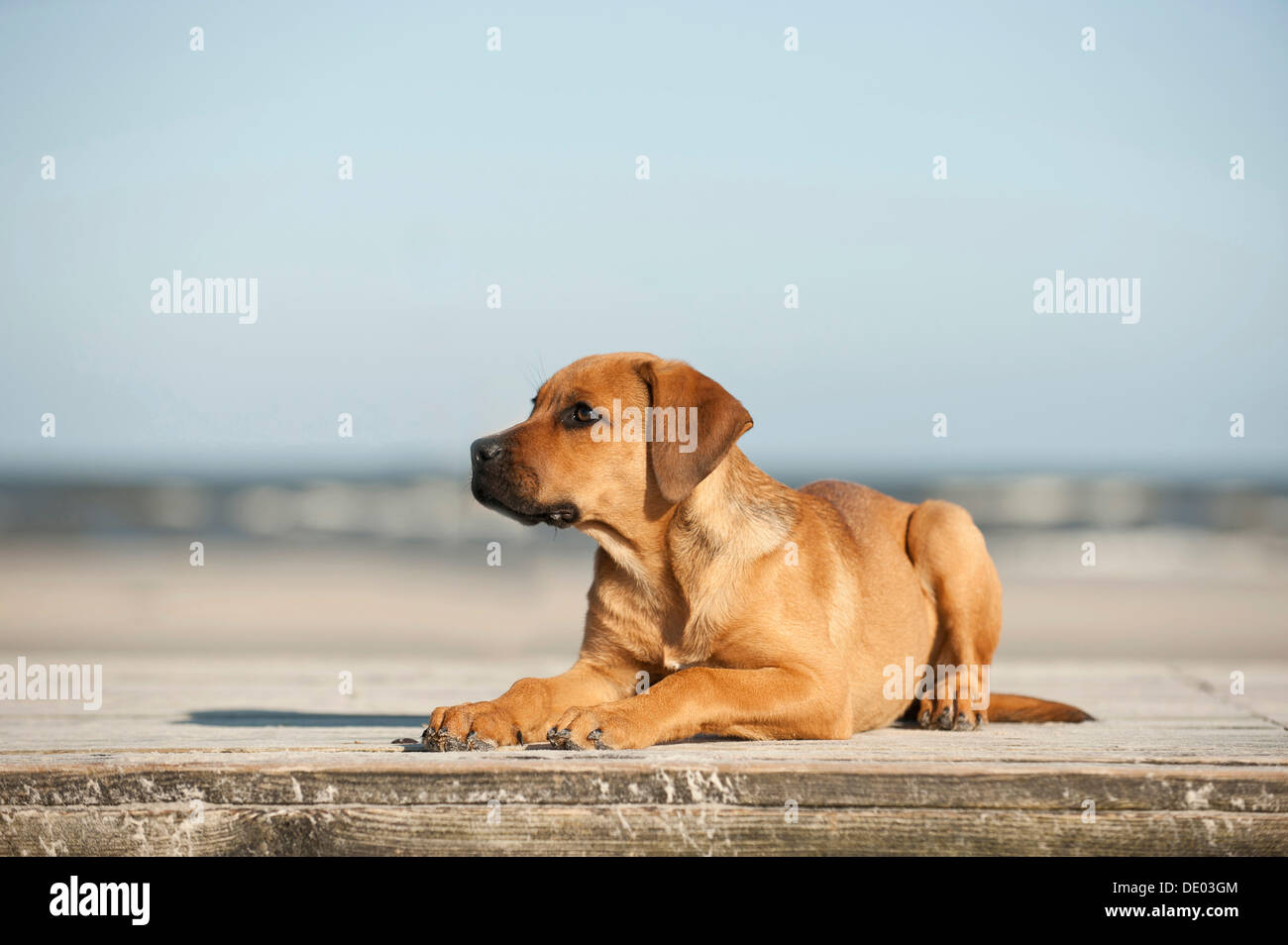 Young mixed-breed dog lying on a jetty Stock Photo - Alamy