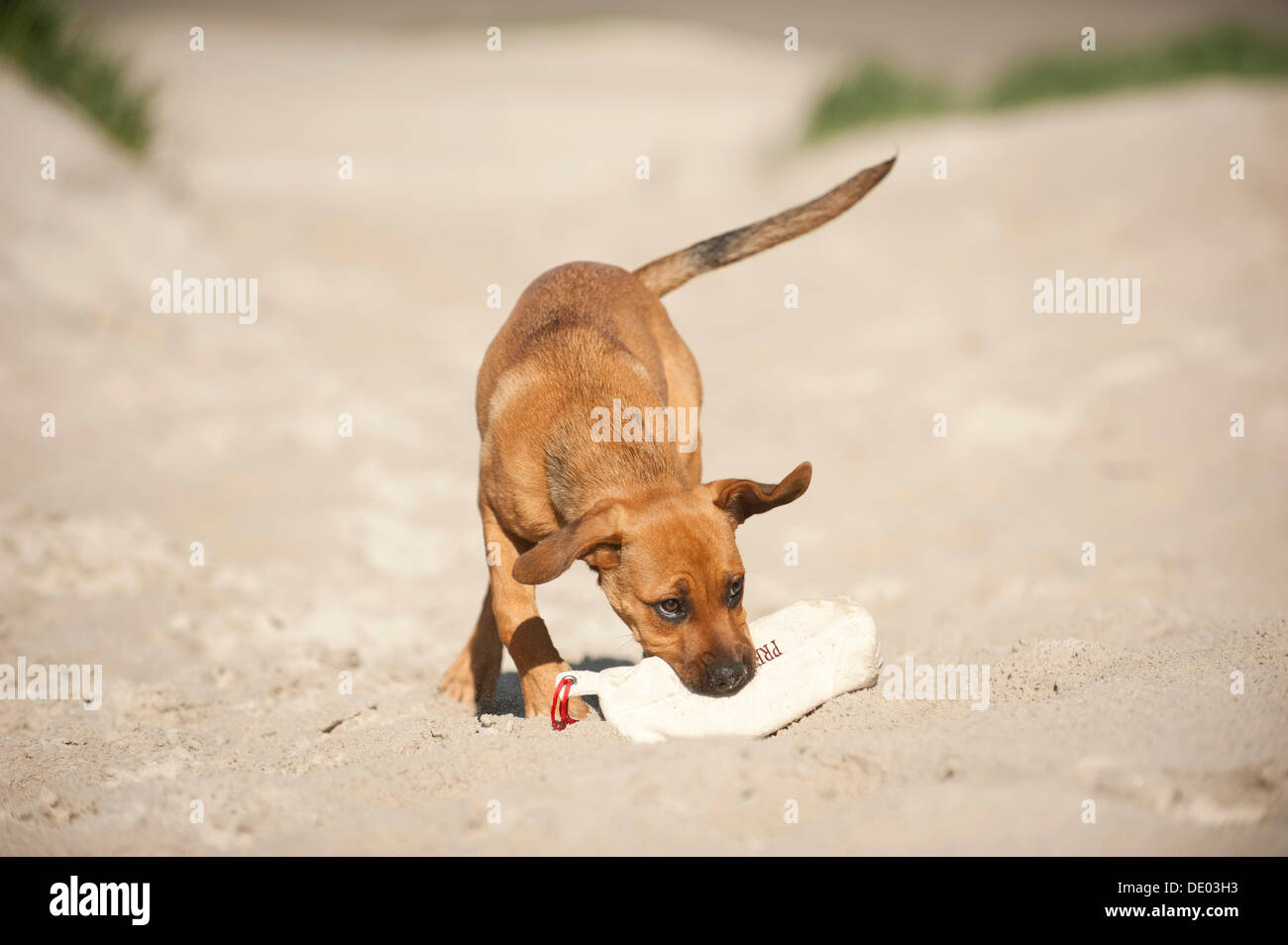 Young mixed-breed dog retrieving a feed bag Stock Photo - Alamy