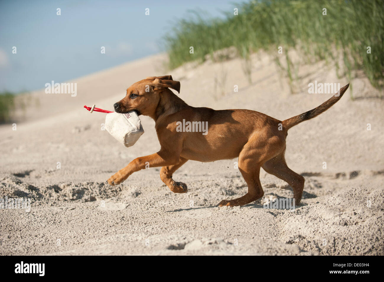 Young mixed-breed dog retrieving a feed bag Stock Photo - Alamy