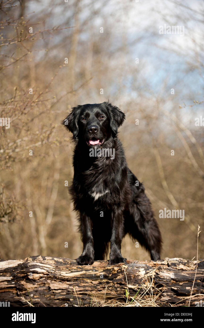 Dog by tree trunks hi-res stock photography and images - Alamy