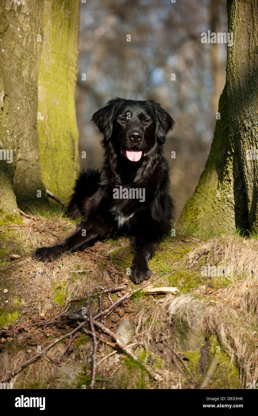 Black mixed breed dog lying between two trees Stock Photo - Alamy