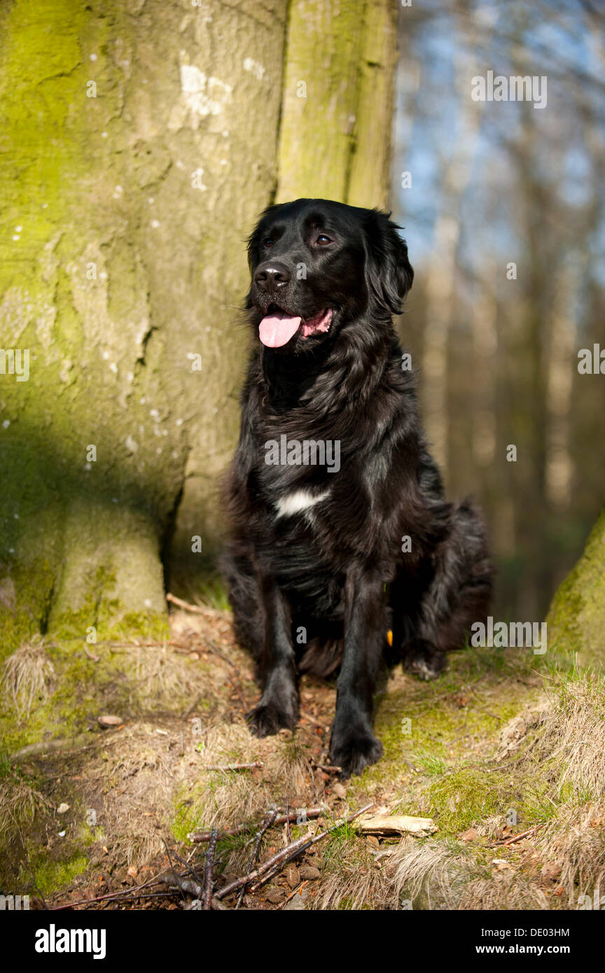 Black mixed breed dog sitting beside a tree Stock Photo - Alamy