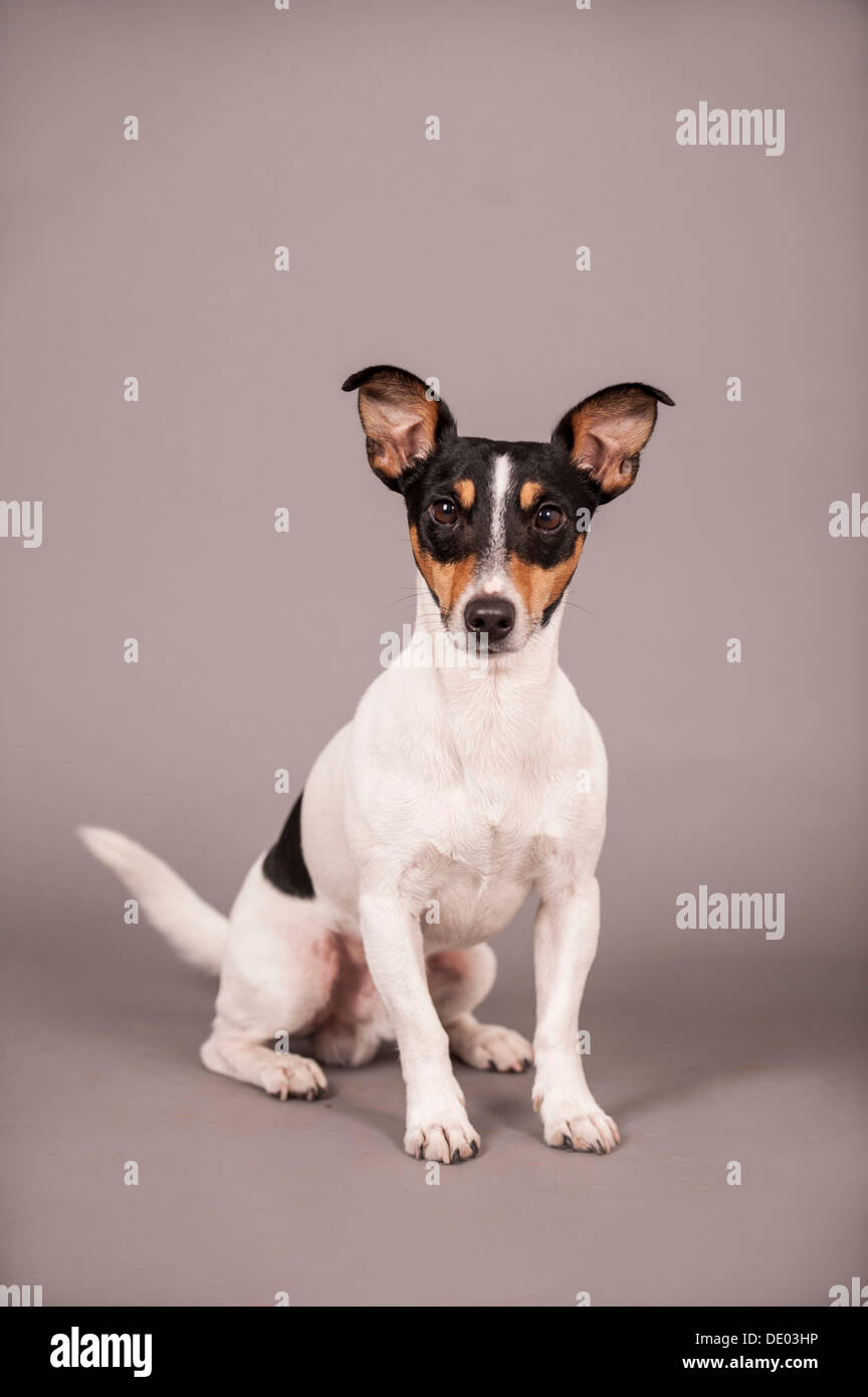 Jack Russell Terrier, sitting Stock Photo - Alamy