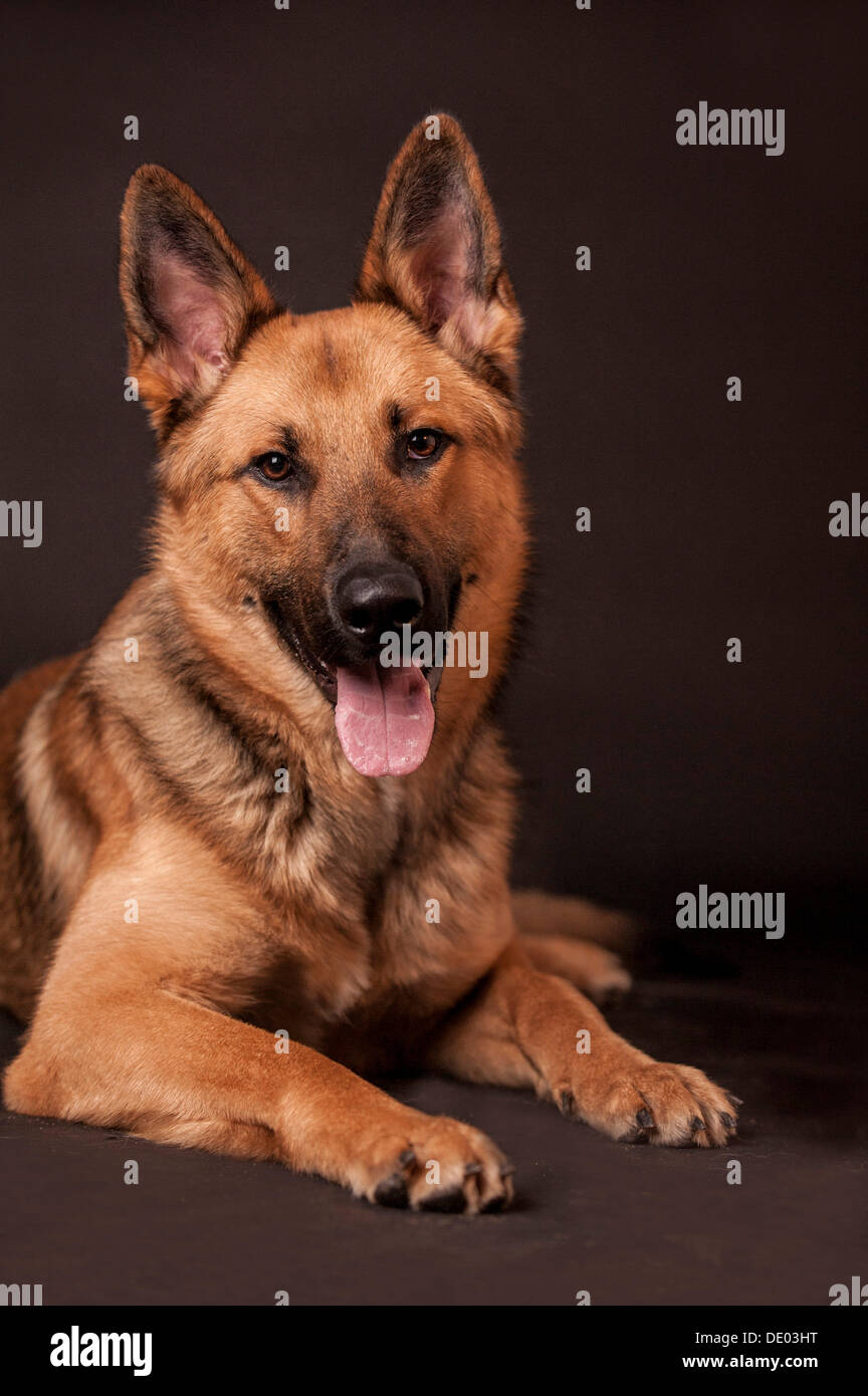 Mixed Breeds Of Shepherd Dogs High Resolution Stock Photography and ...