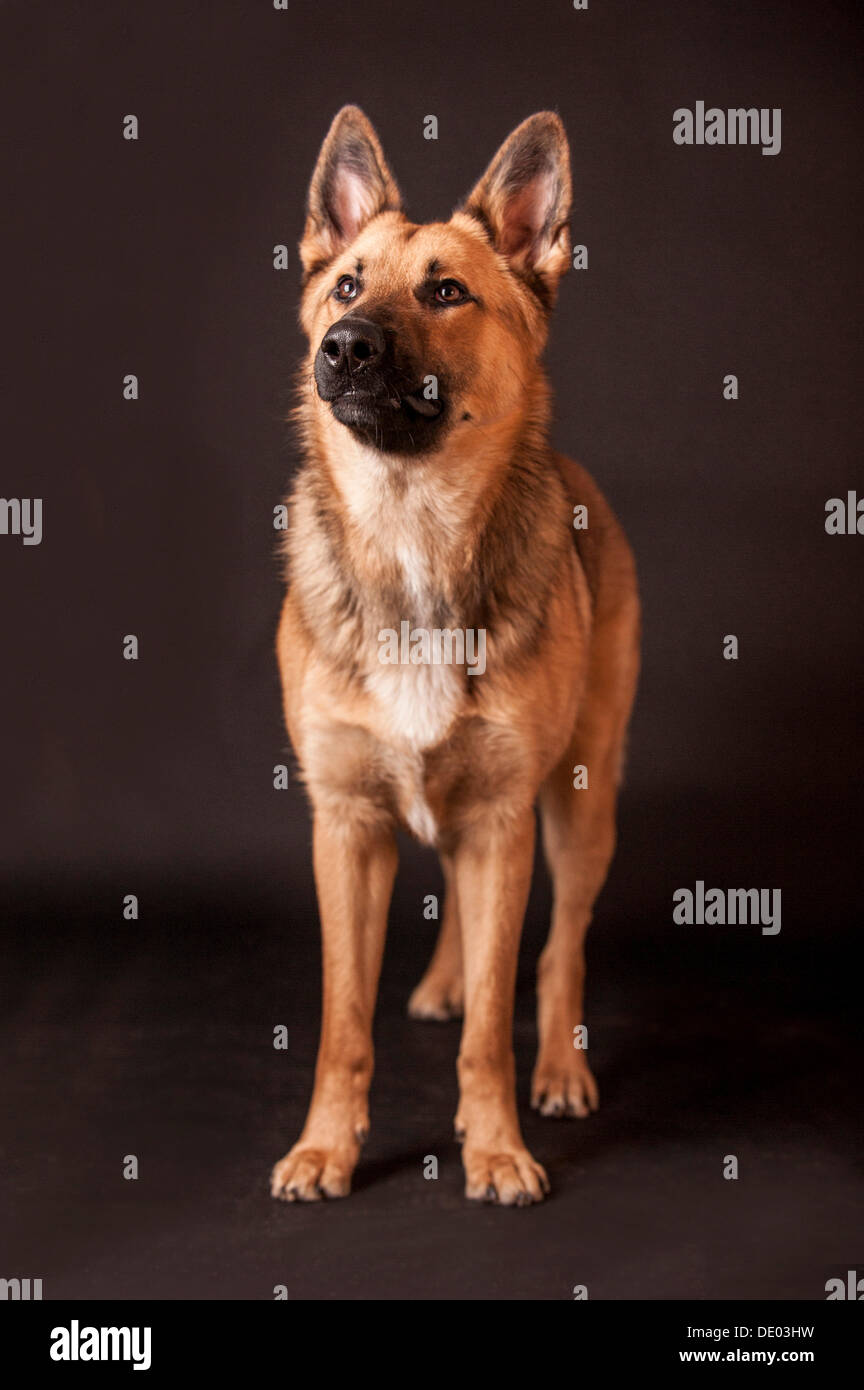 Mixed Breeds Of Shepherd Dogs High Resolution Stock Photography and ...