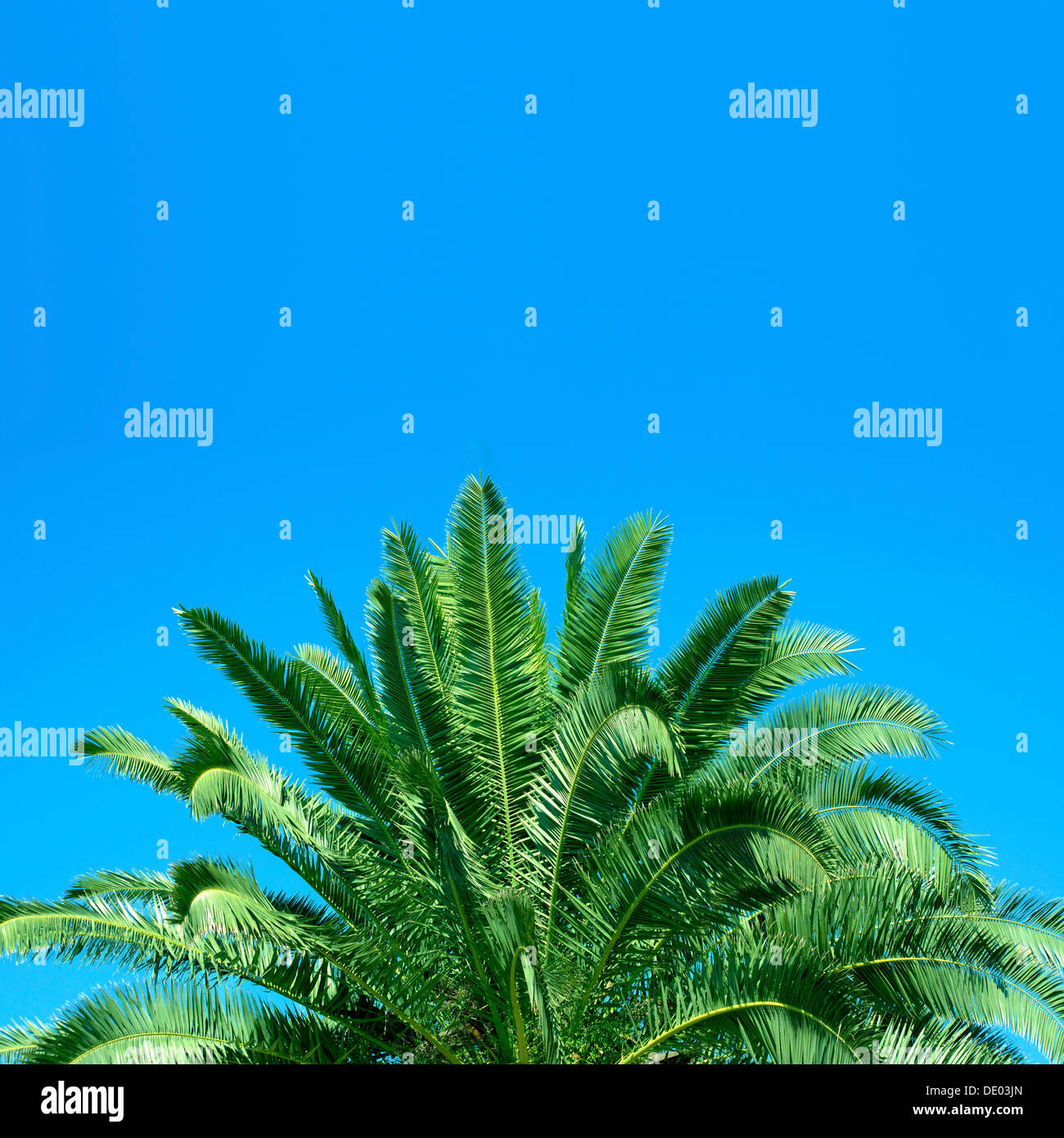 Sago palm tree hi-res stock photography and images - Alamy