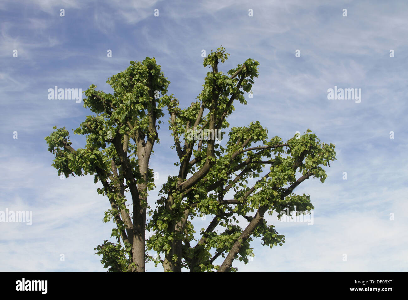 Top of a tree Stock Photo - Alamy