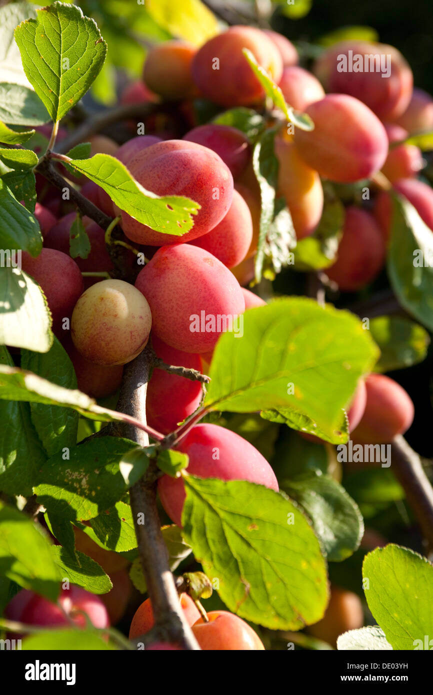 Victoria plums tree hi-res stock photography and images - Alamy