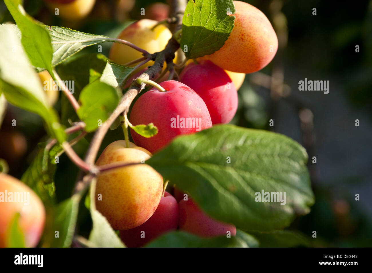 Ripe victoria plums hi-res stock photography and images - Alamy