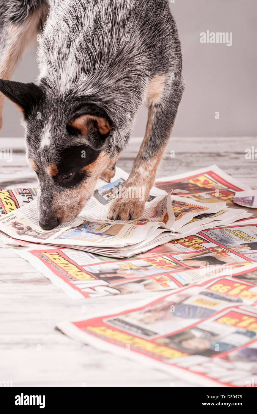 Shredding hi-res stock photography and images - Alamy