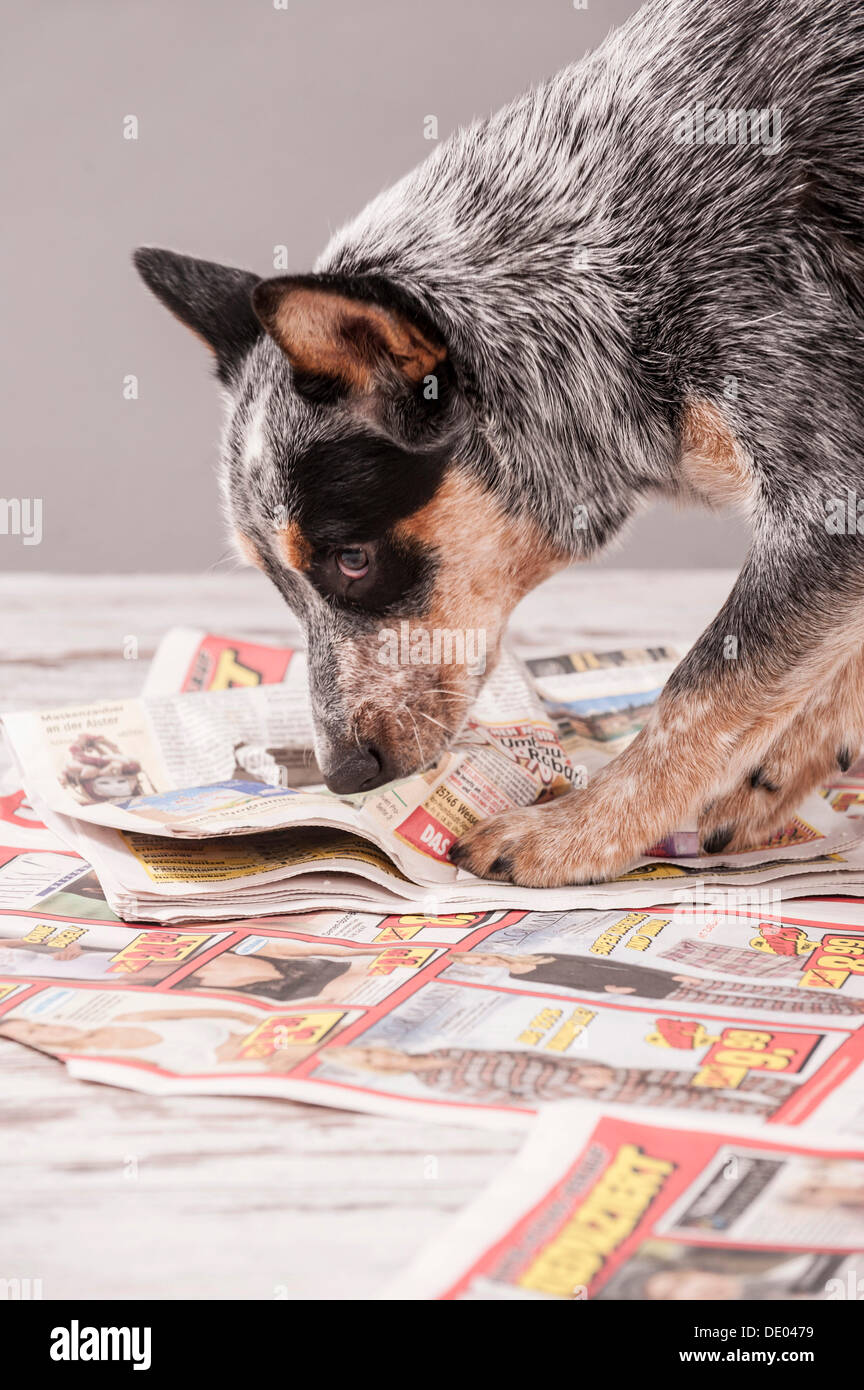 Australian newspapers hi-res stock photography and images - Alamy