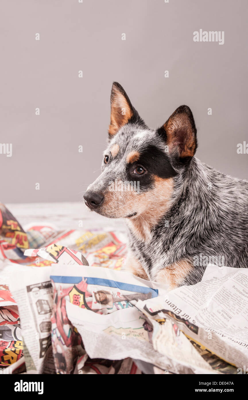 Australian cattle dog herding hi-res stock photography and images - Alamy