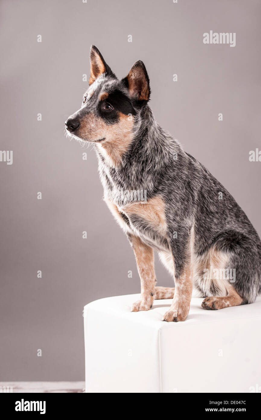 Australian cattle dog on white hi-res stock photography and images - Alamy