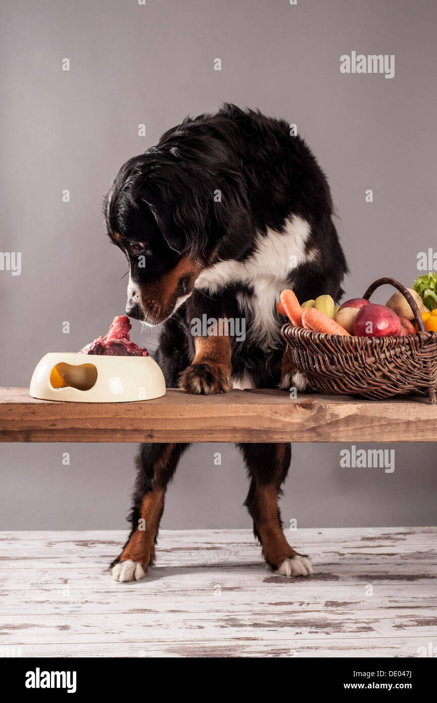 Healthy dog eating vegetables hi-res stock photography and images - Alamy