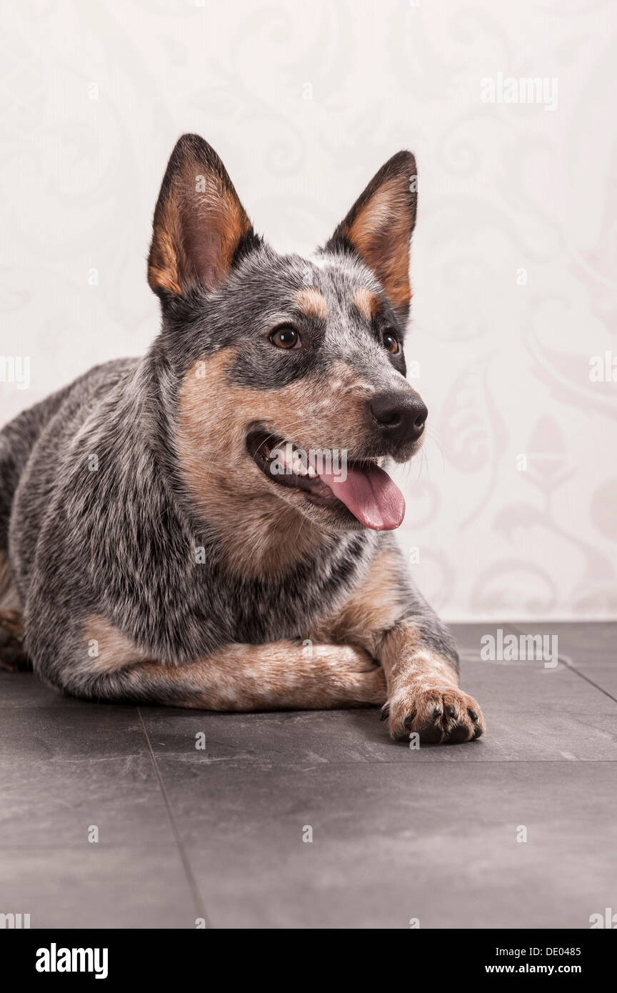 Australian Cattle Dog, ACD or Cattle Dog, young, lying down Stock Photo ...