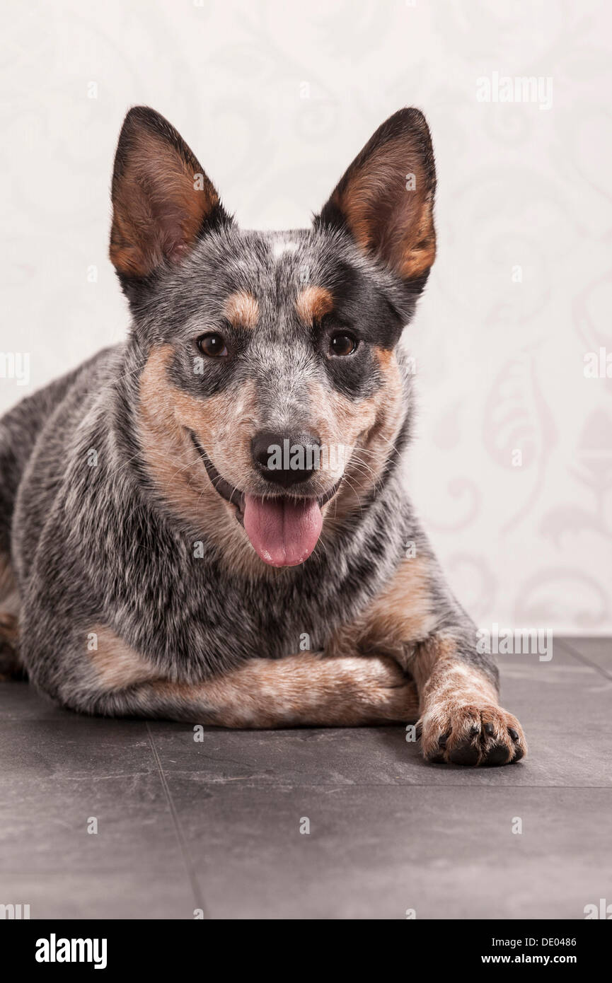 Australian Cattle Dog, ACD or Cattle Dog, young, lying down Stock Photo ...
