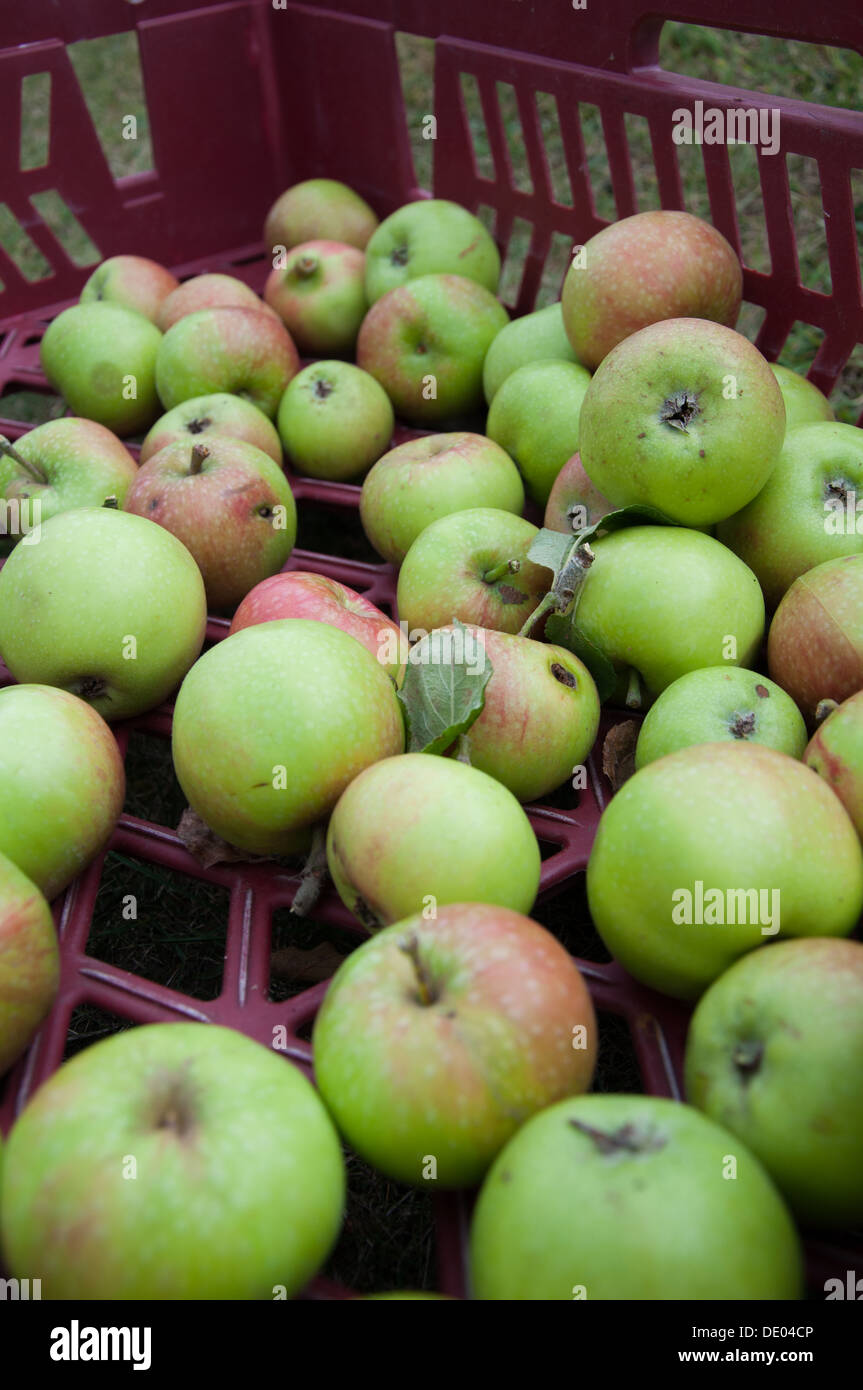 Scrumping hi-res stock photography and images - Alamy