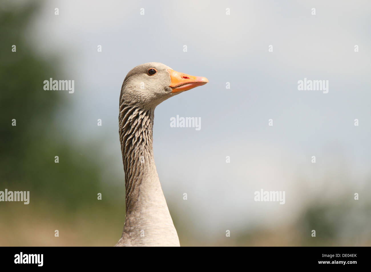 Head of a Greylag Goose Stock Photo - Alamy