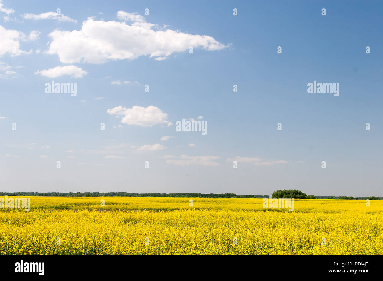 Summer landscape with grass field Stock Photo - Alamy