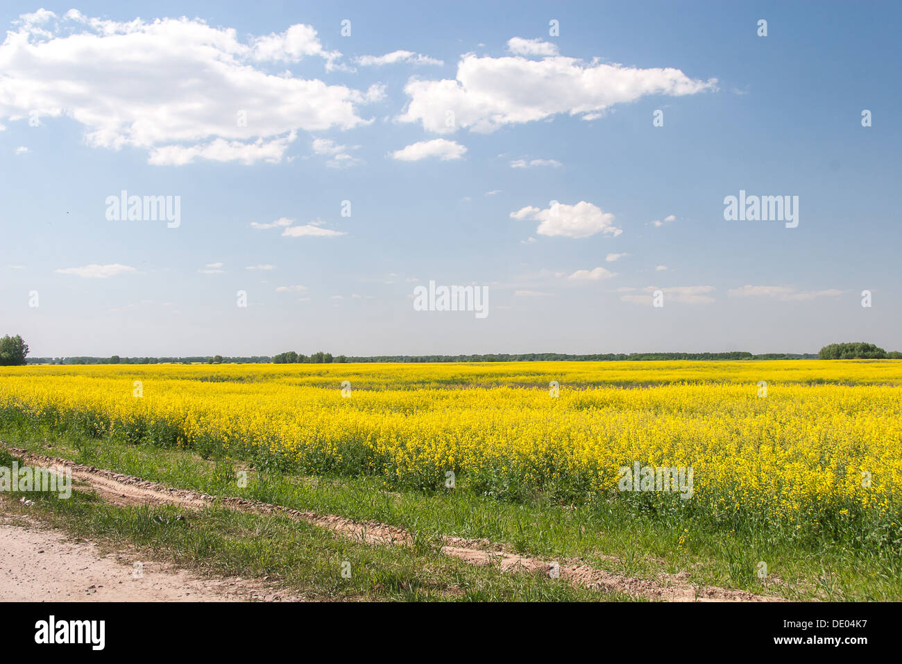 Summer landscape with grass field Stock Photo - Alamy