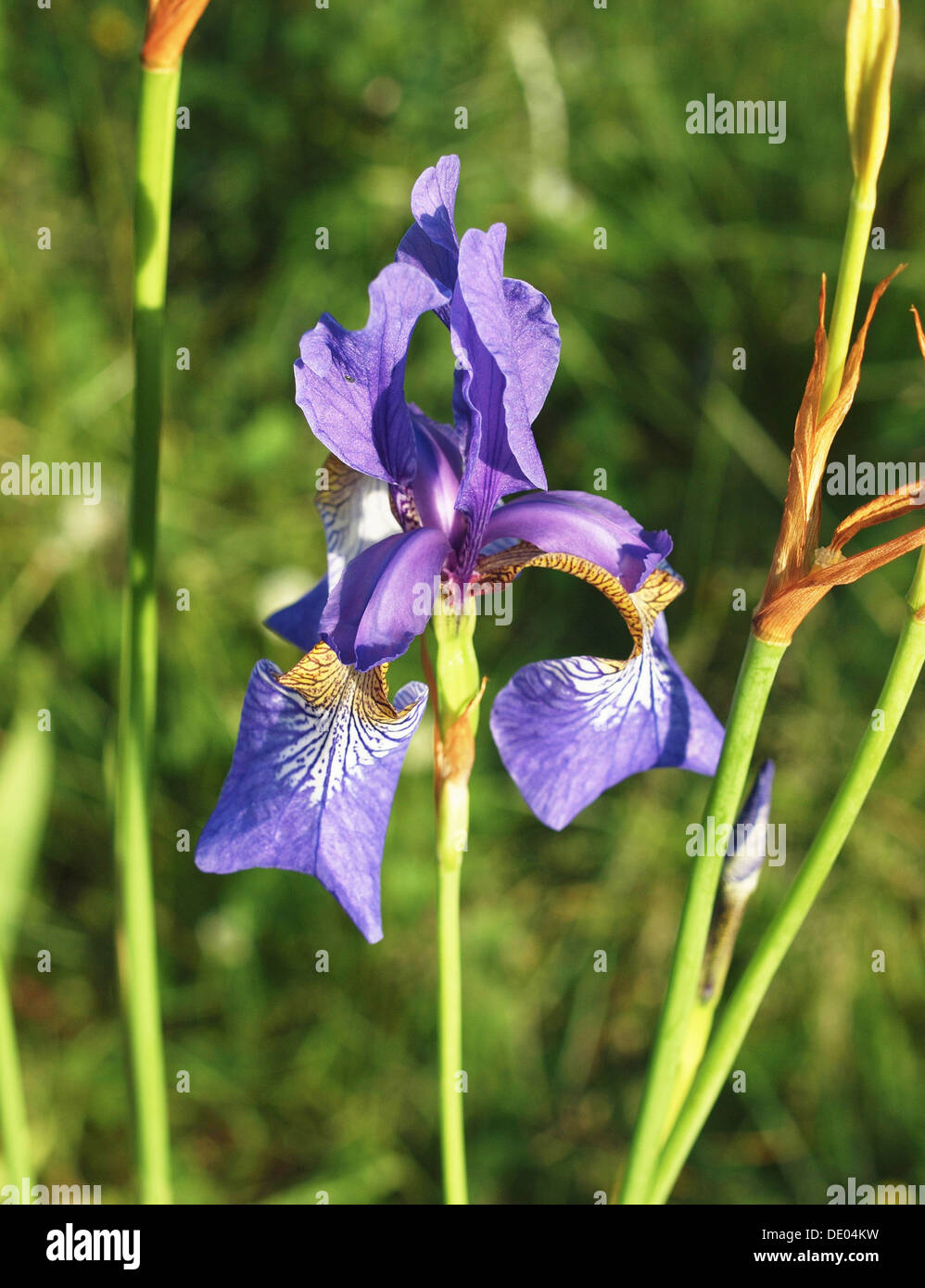 Violet flower of Siberian Iris Stock Photo - Alamy
